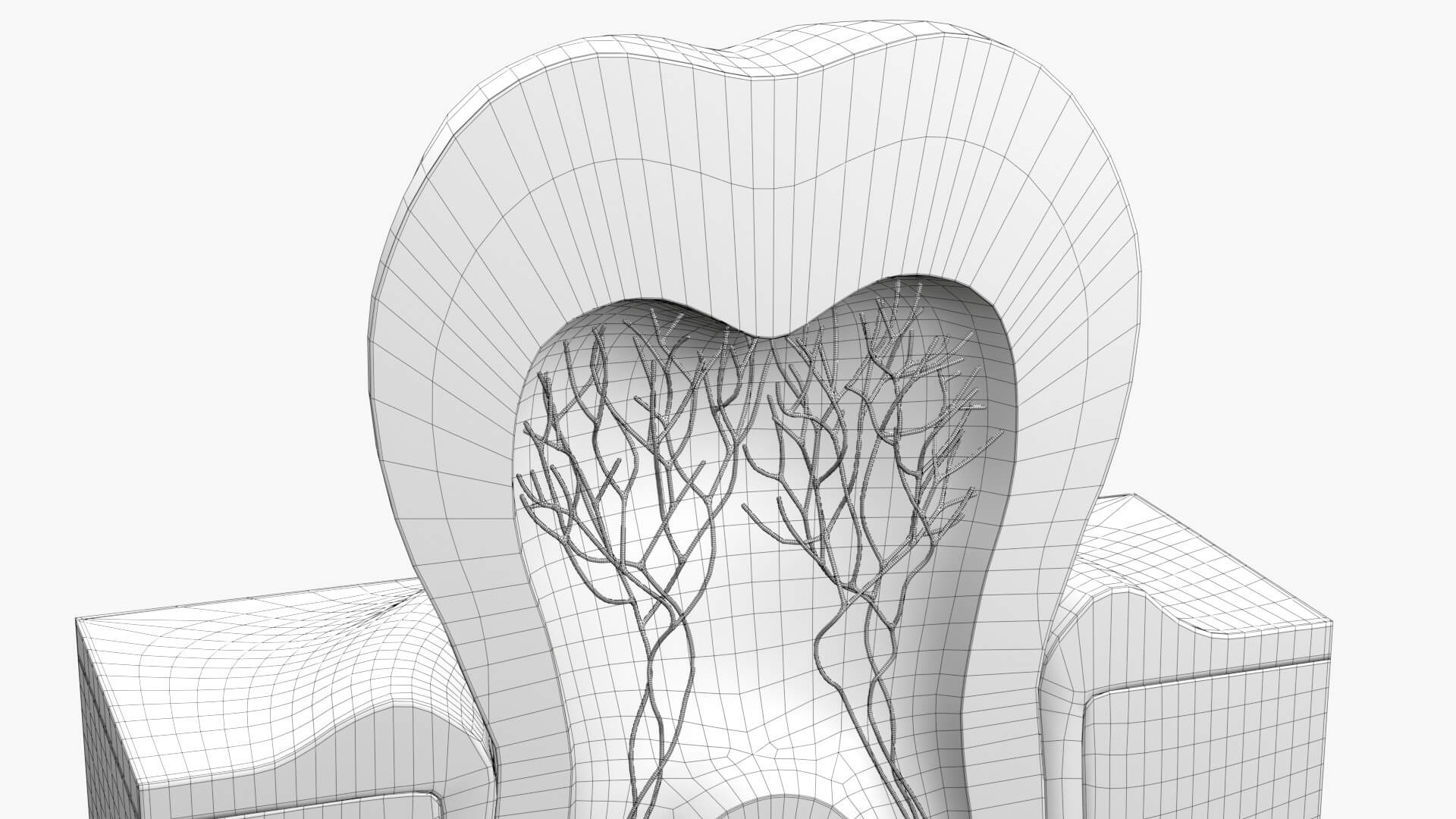 Tooth Molar Anatomy - 3D Model by esfey
