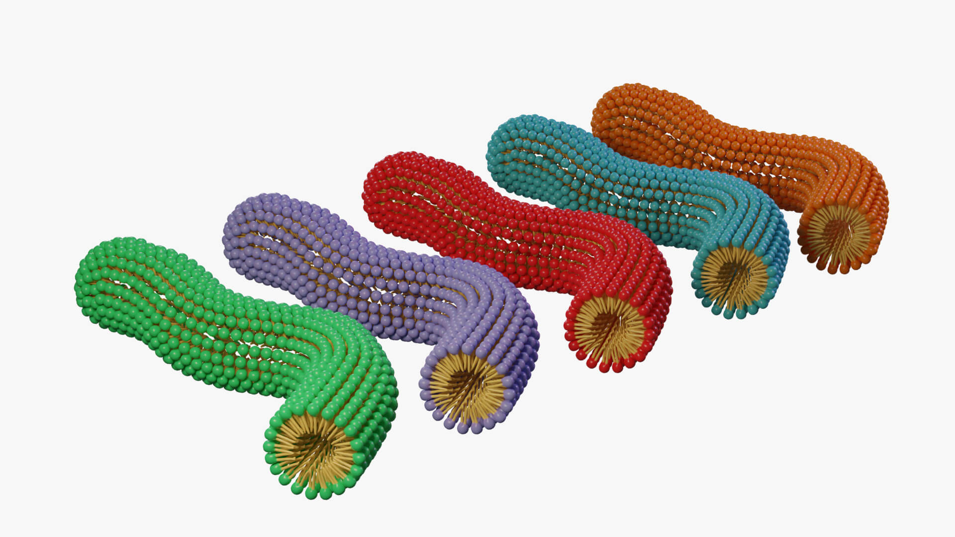 Wormlike Micelle 3D Model By Esfey