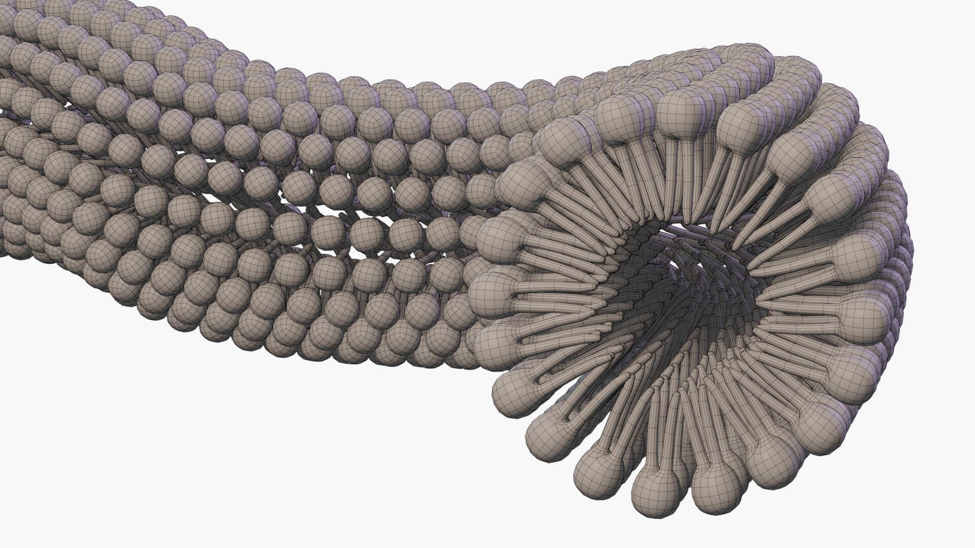 Wormlike Micelle - 3D Model by esfey