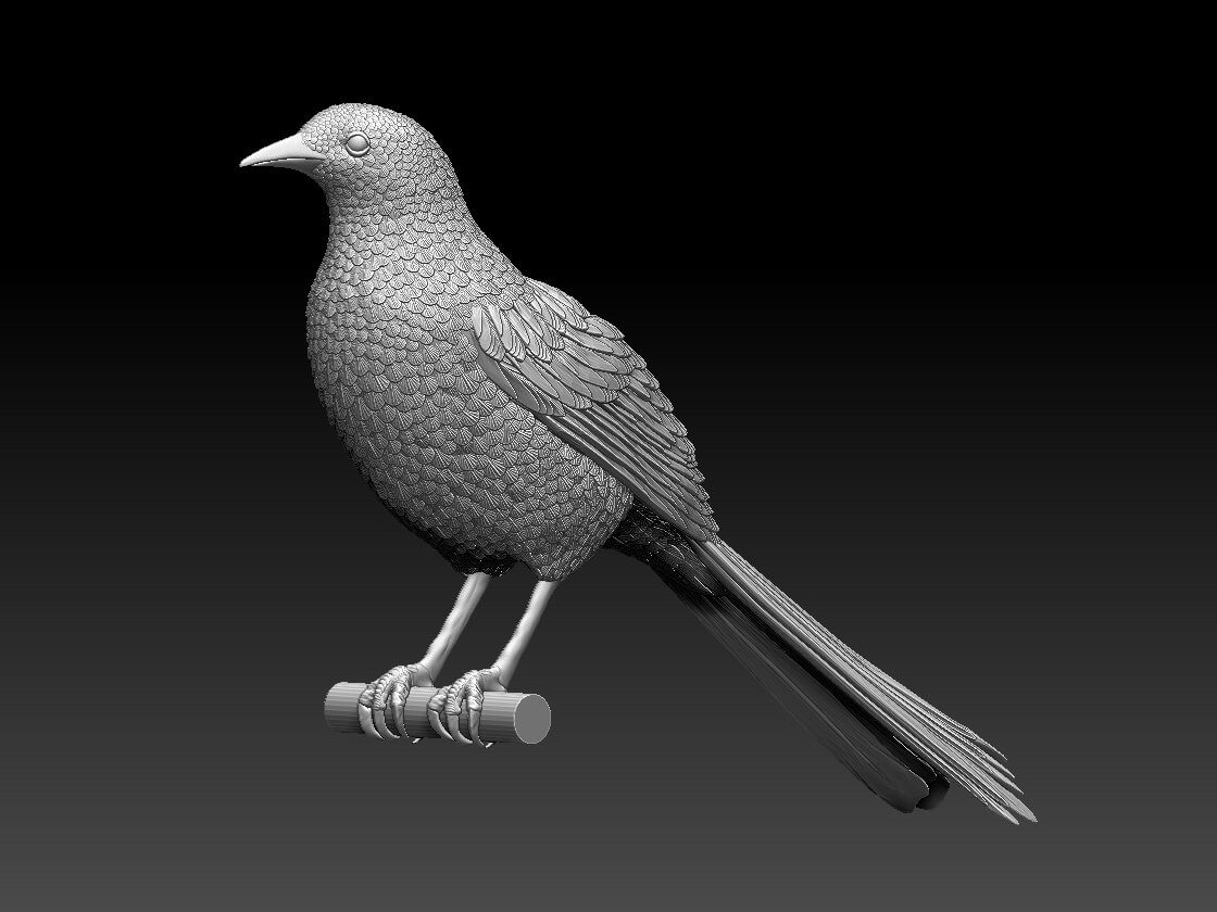Bird Magpie - 3D Model by Explorer