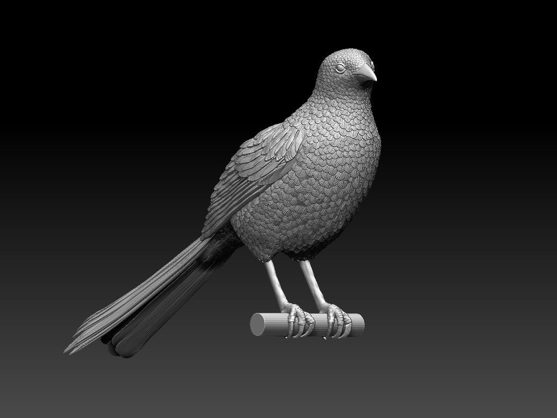 Bird Magpie - 3D Model by Explorer