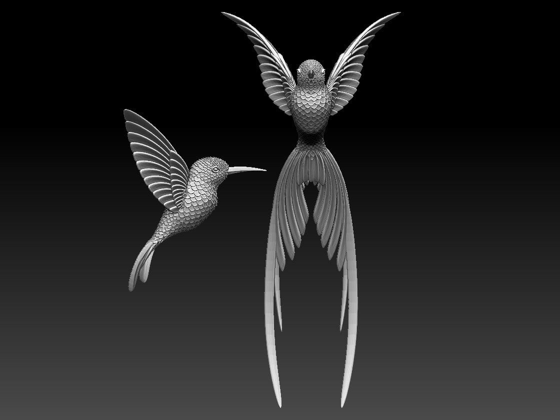 Colibri Humming Bird - 3D Model by Explorer