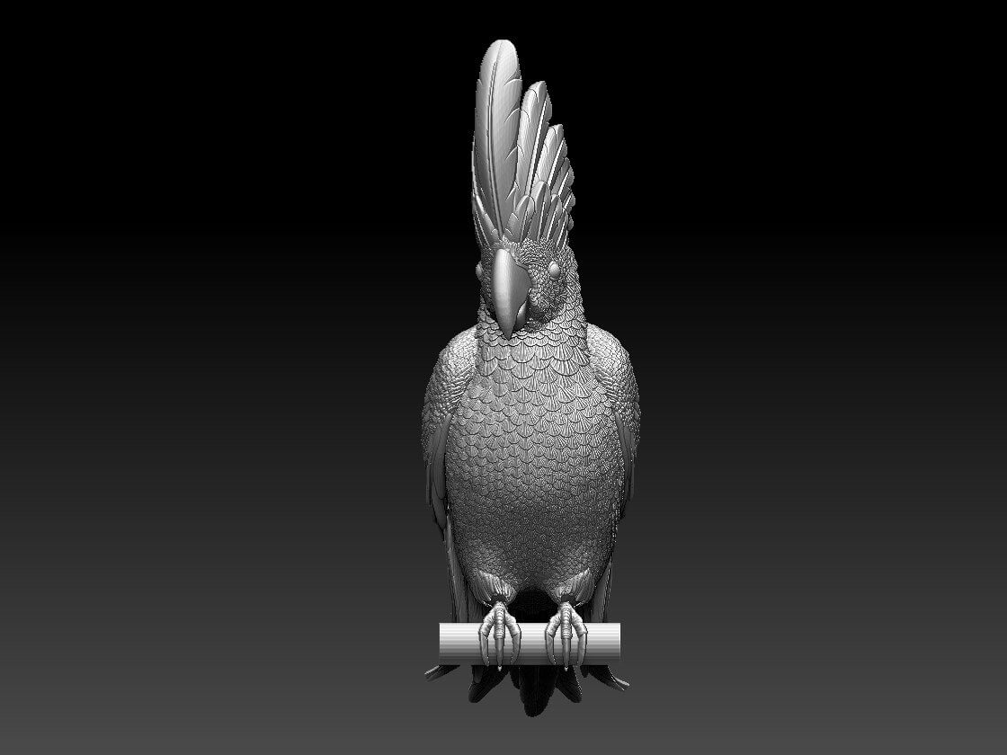 Parrot Cacadu - 3D Model by Explorer
