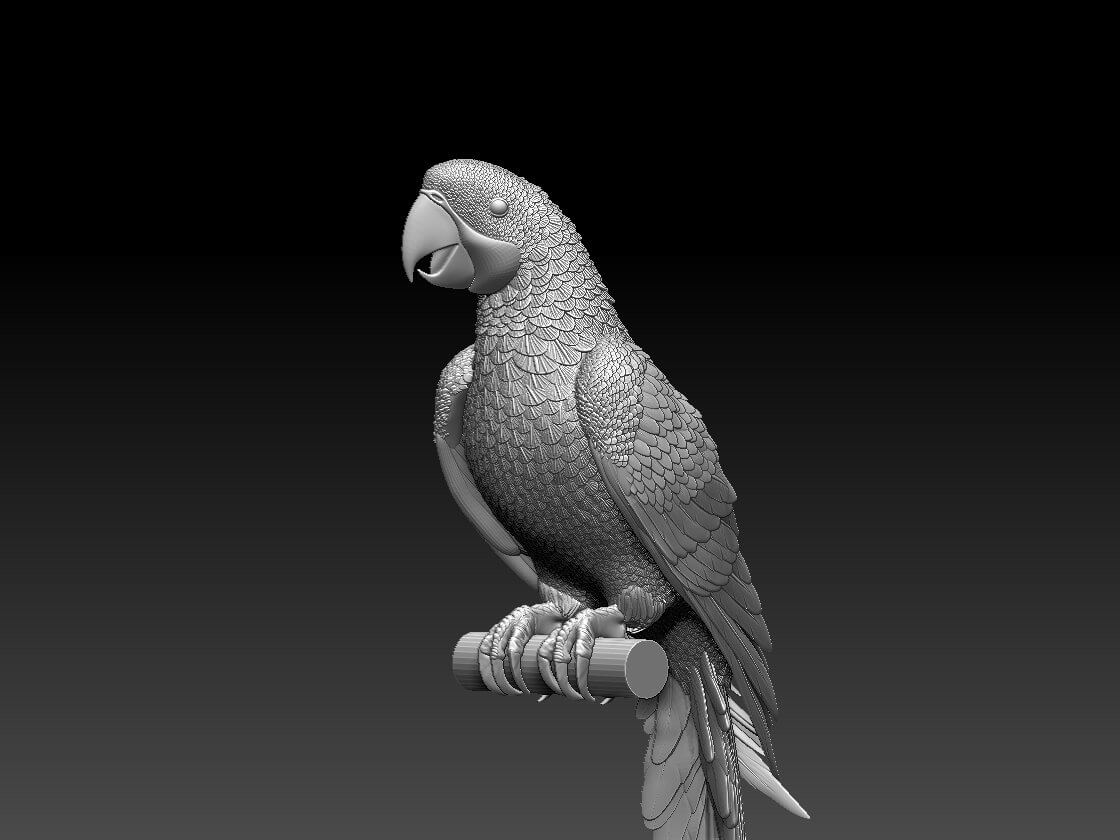 Parrot - 3D Model by Explorer