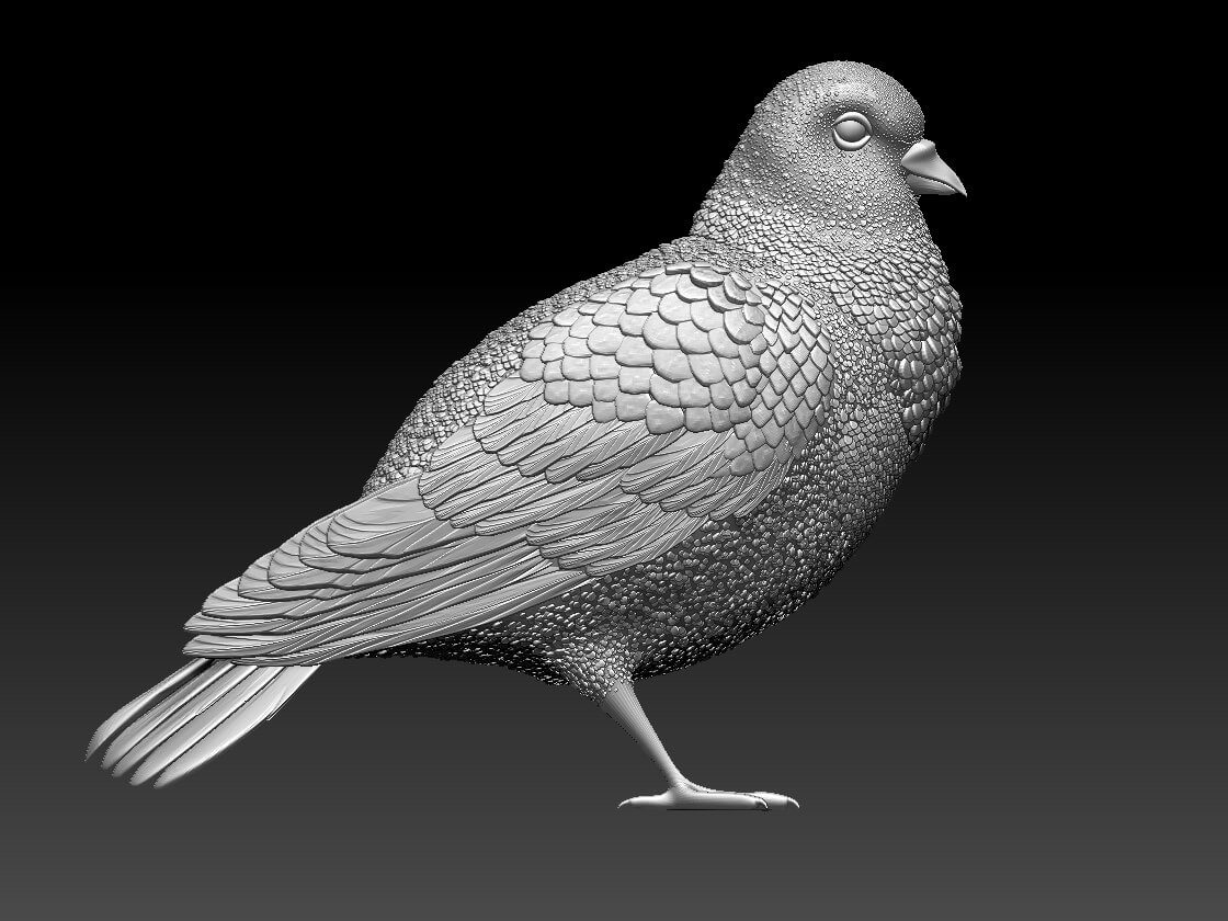 Pigeon - 3D Model by Explorer
