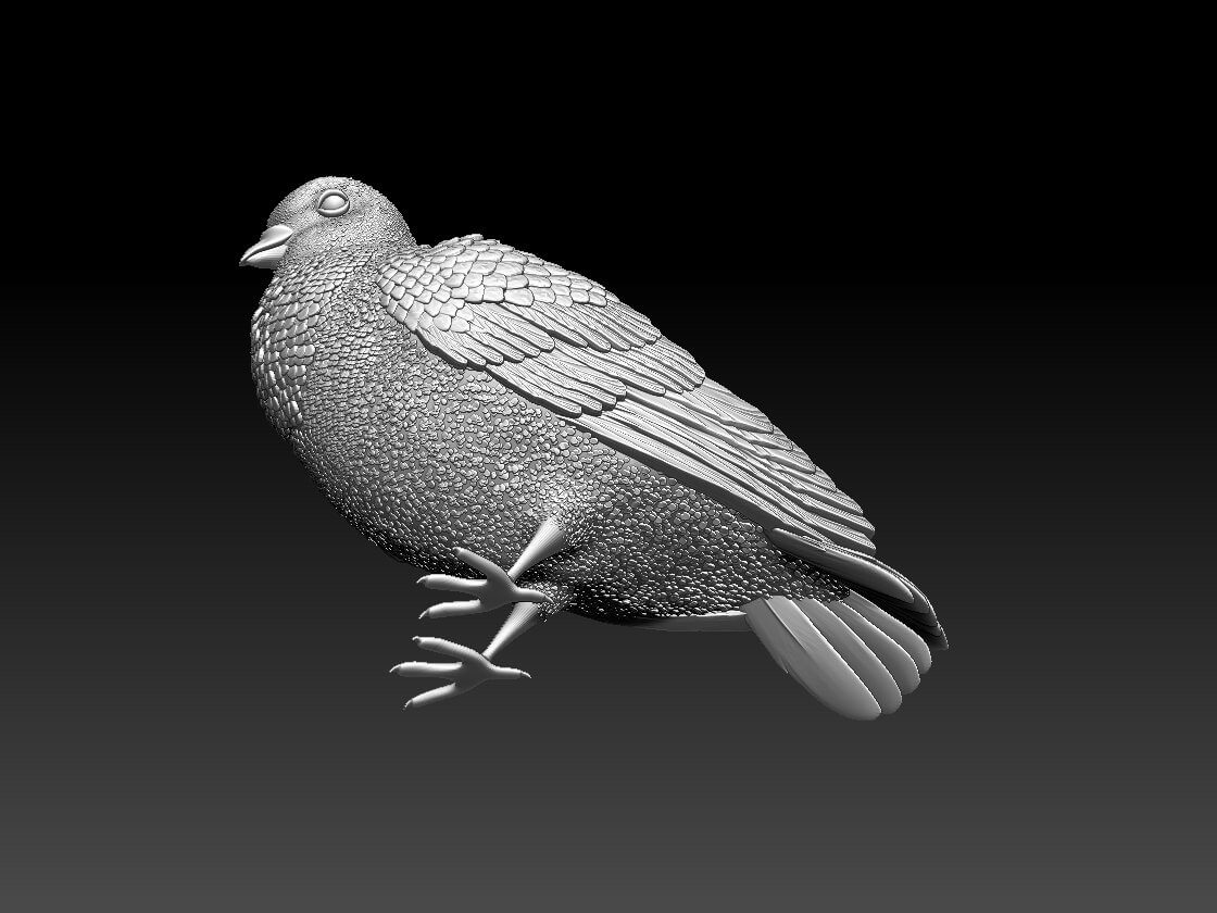 Pigeon - 3D Model by Explorer