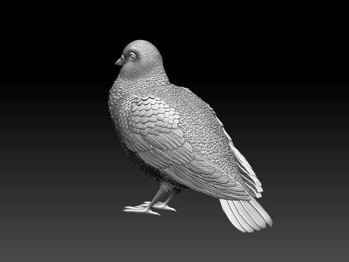 Pigeon - 3D Model by Explorer