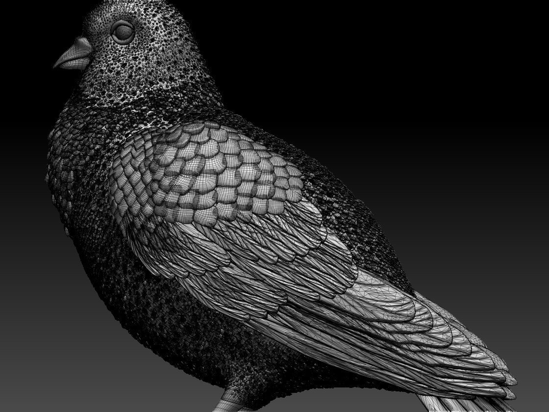 Pigeon - 3D Model by Explorer