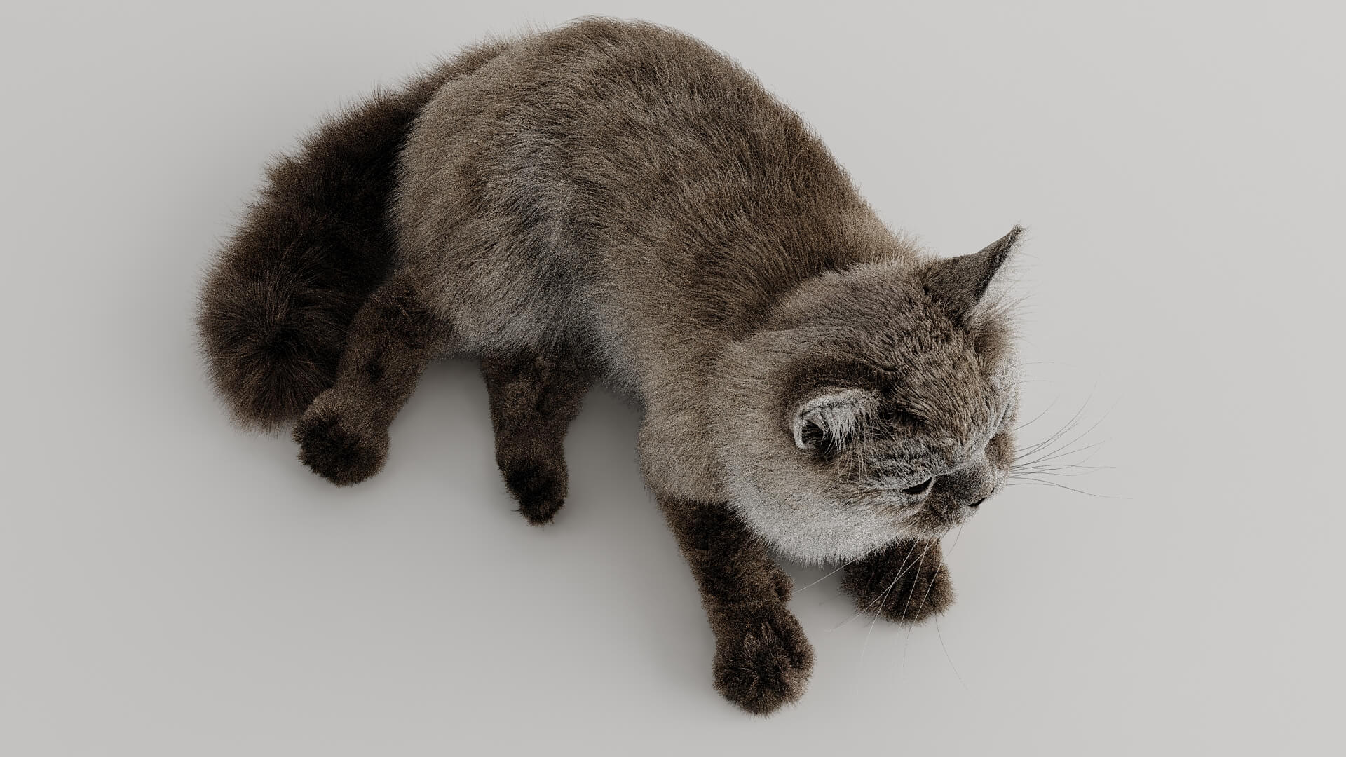 Cat Animal 3D by fabioalireza