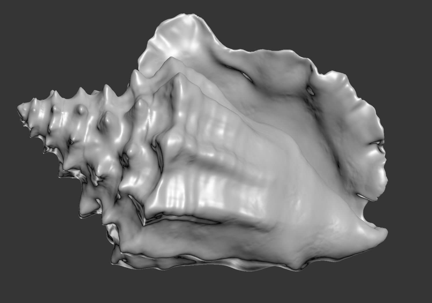 Shell Strombus - 3D Model by fabiobispo