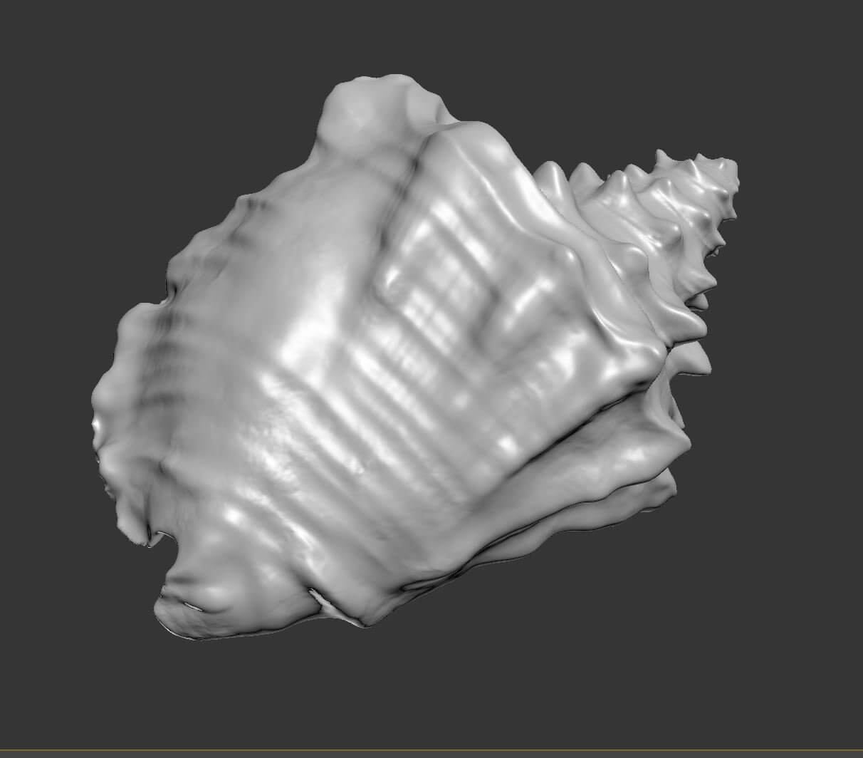 Shell Strombus - 3D Model by fabiobispo
