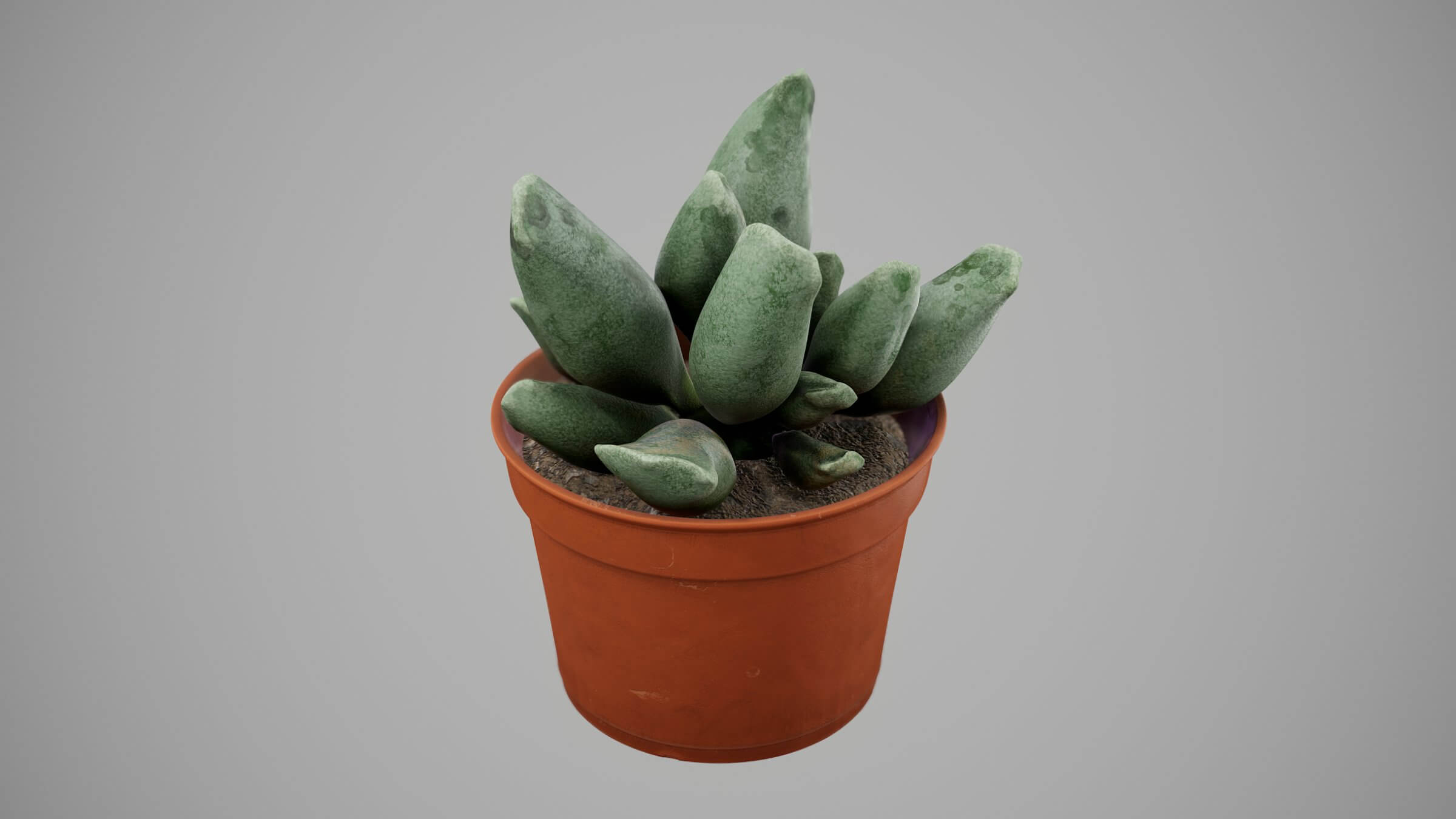 Succulent Plant - 3D Model by Face The Edge