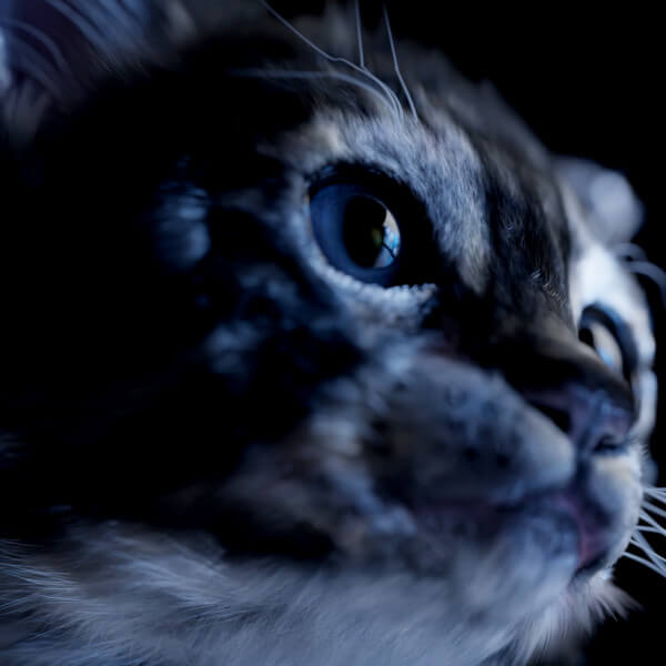 Blender Gallery | Submit Your 3D Renders at RenderHub