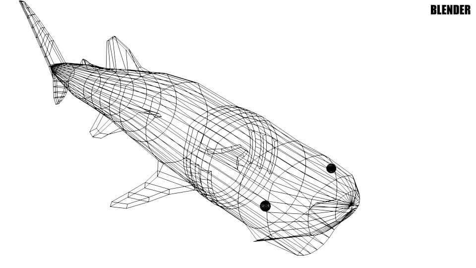 Whale Shark - 3D Model by faizal3DX