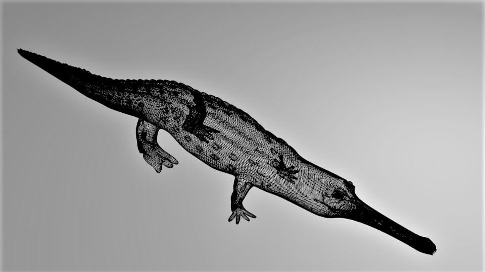 Gharial - 3D Model by faraharis