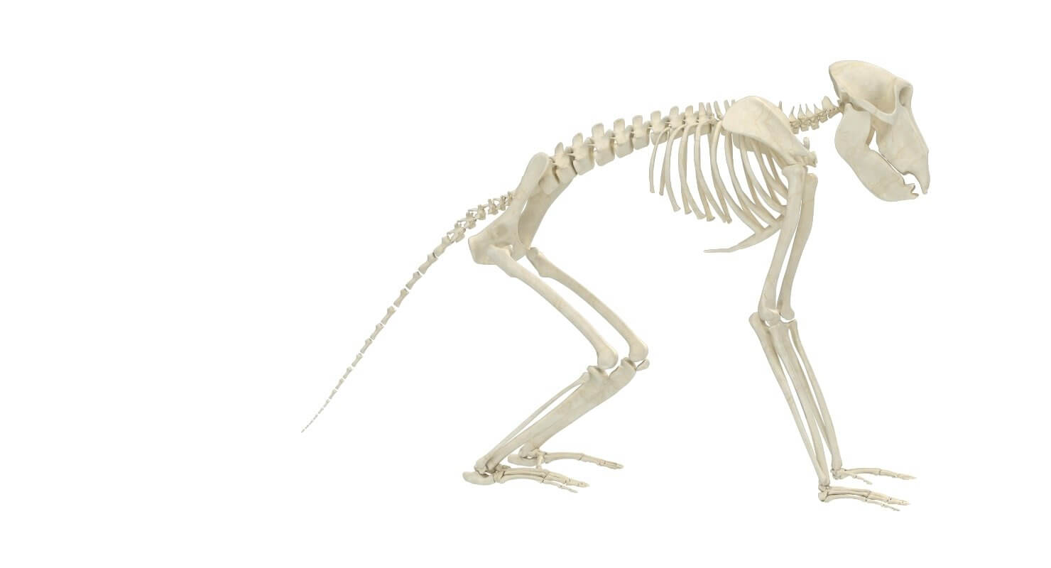 Baboon Skeleton