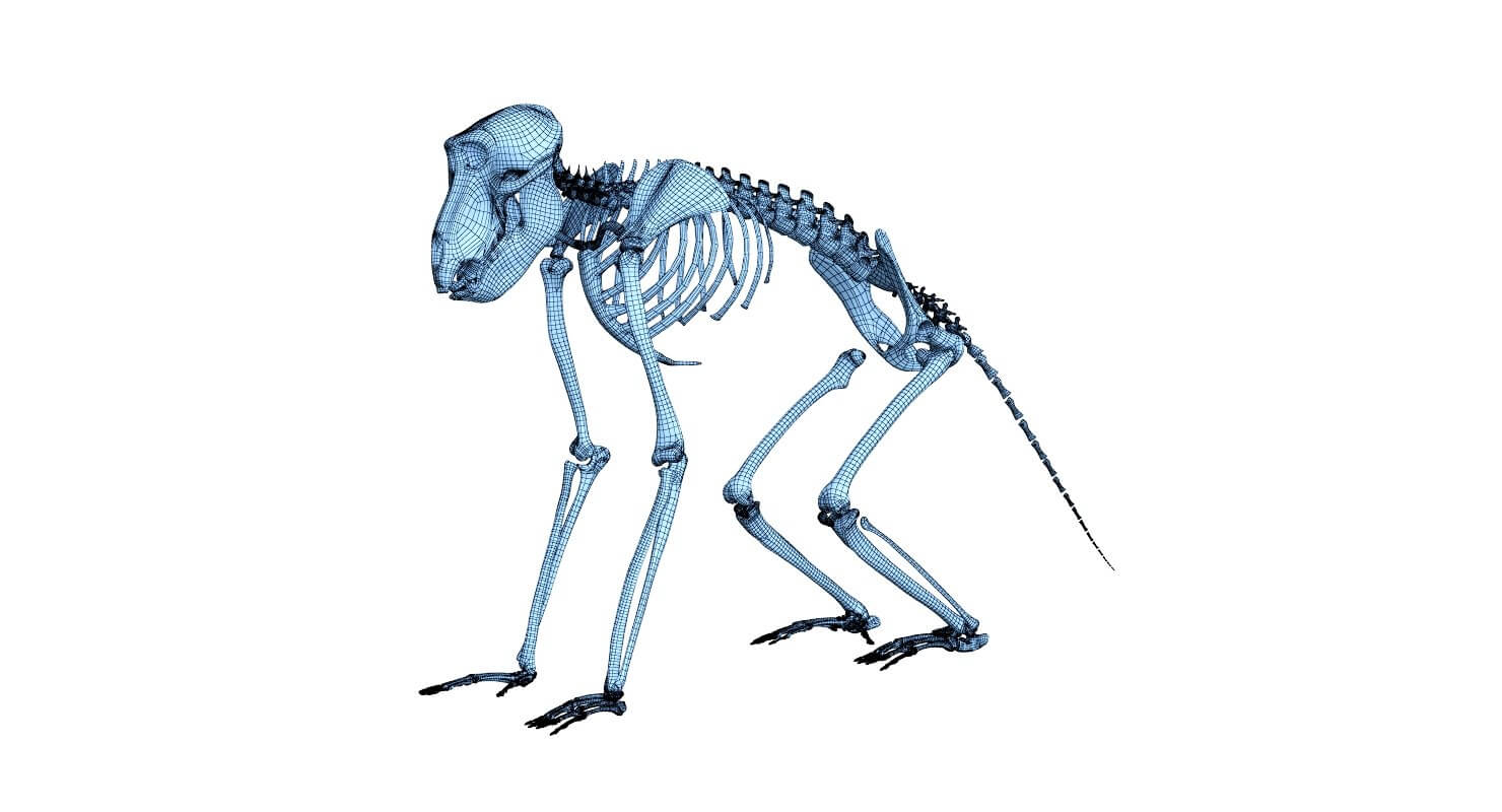 Baboon Skeleton