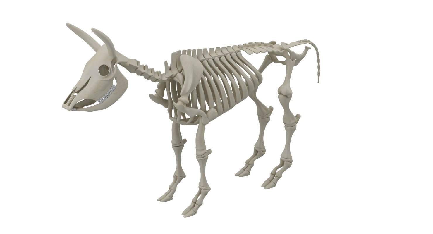 Cow Skeleton