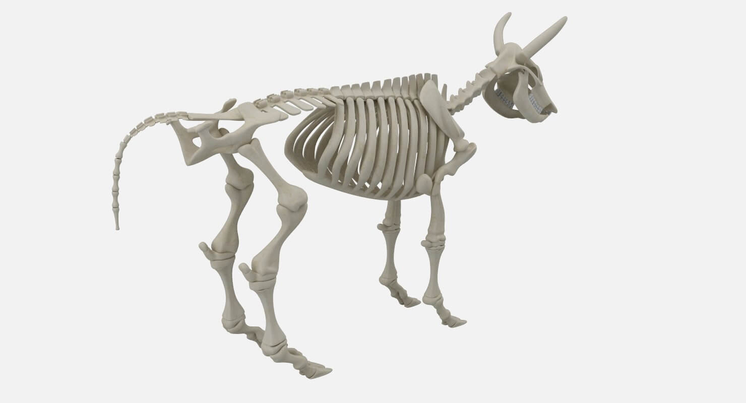 Cow Skeleton