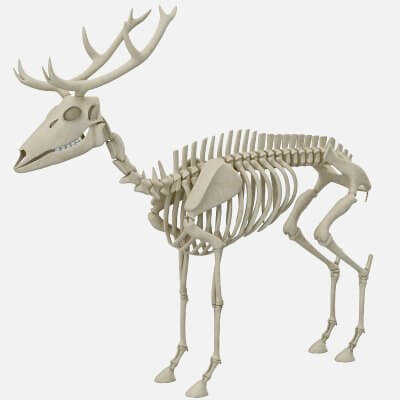 Animals 3D Models | 3D Skeletons | RenderHub