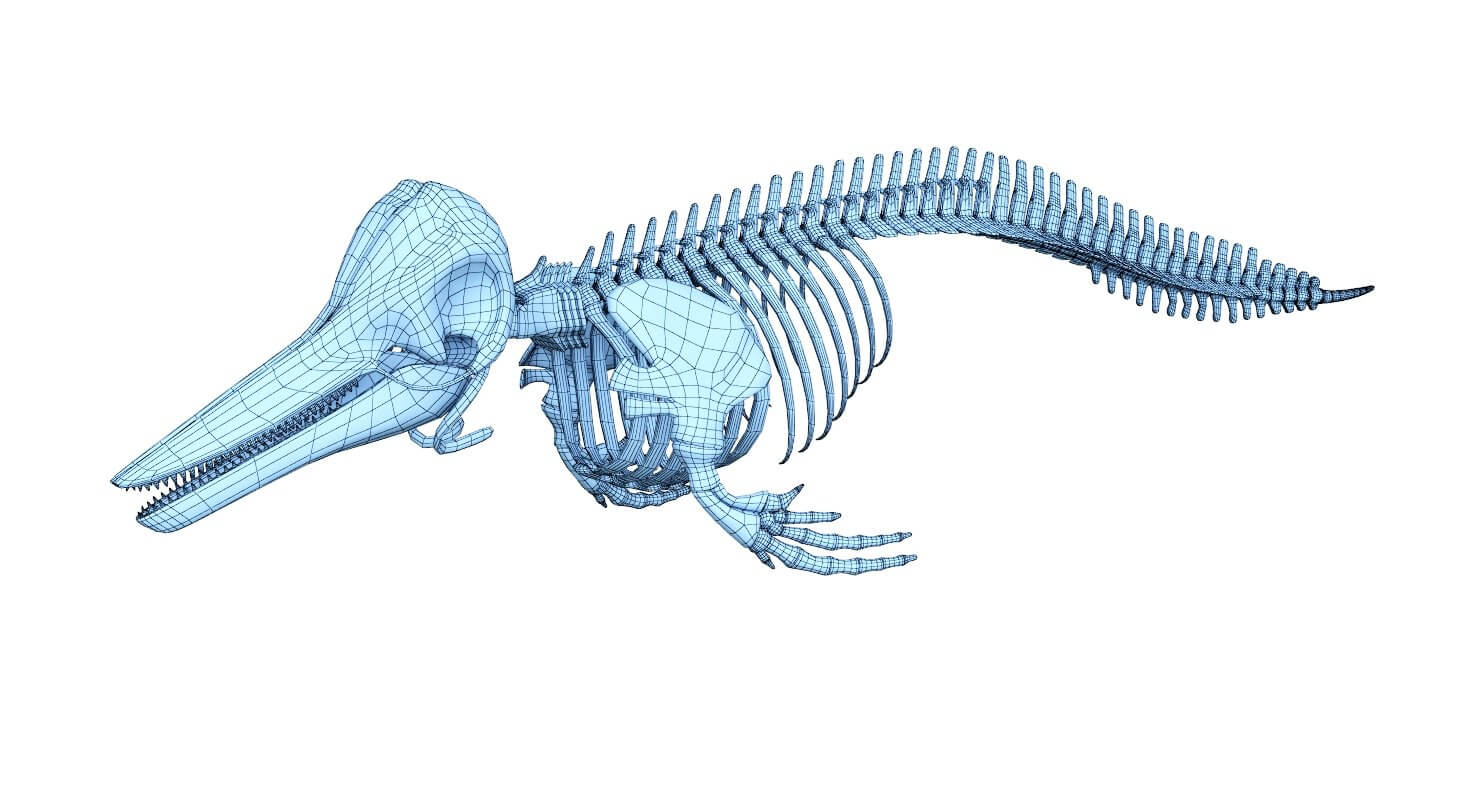 Dolphin Skeleton Drawings
