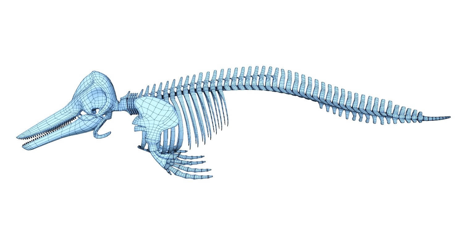 Dolphin Skeleton Drawings