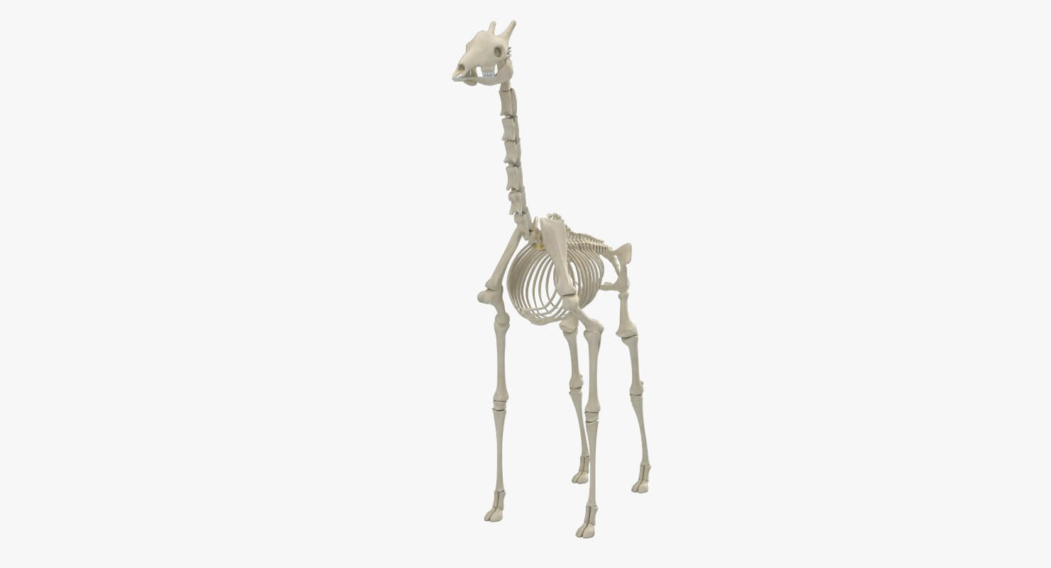Giraffe Skeleton