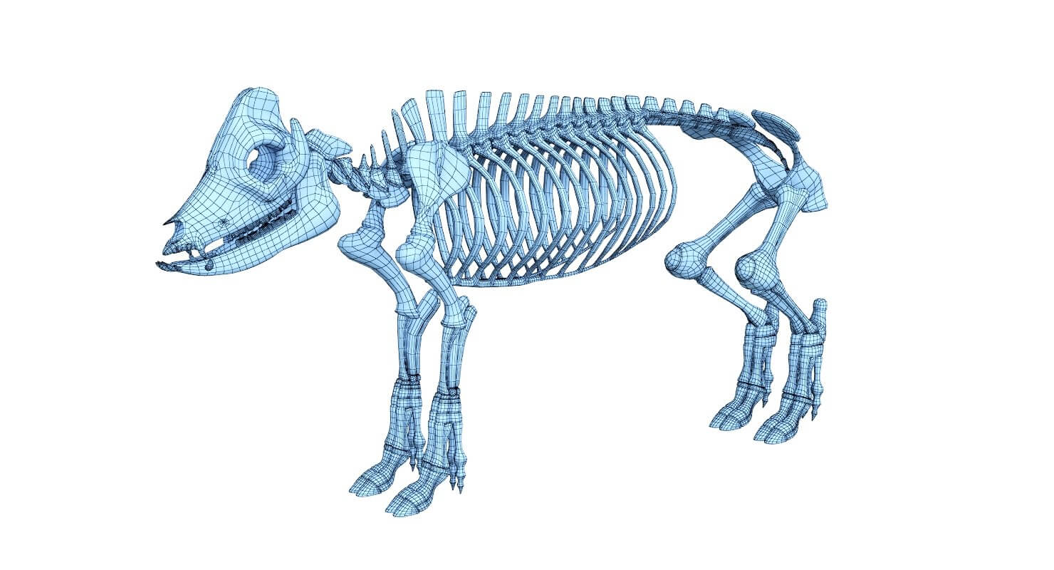 Pig Skeletal System