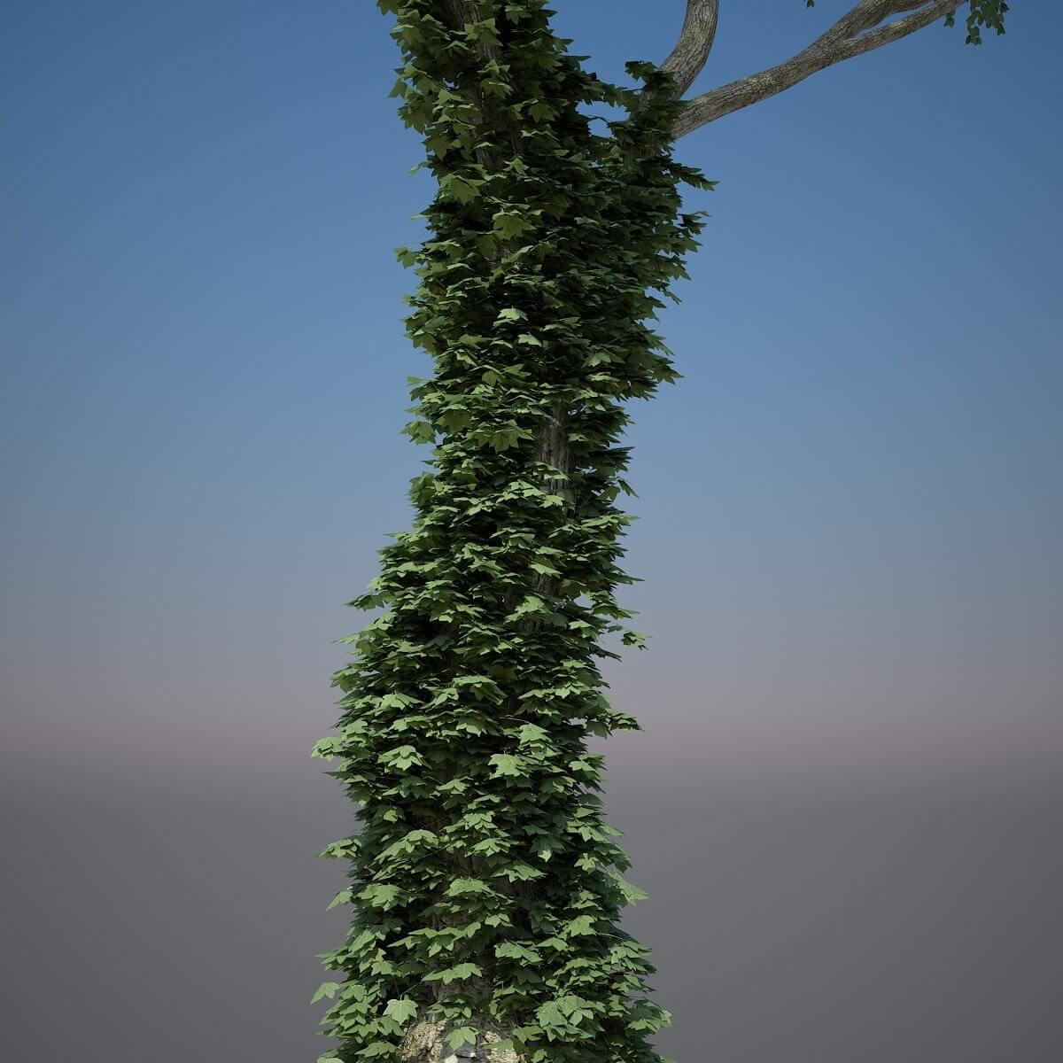 Tree Creeper - 3D Model by ferhatkose19