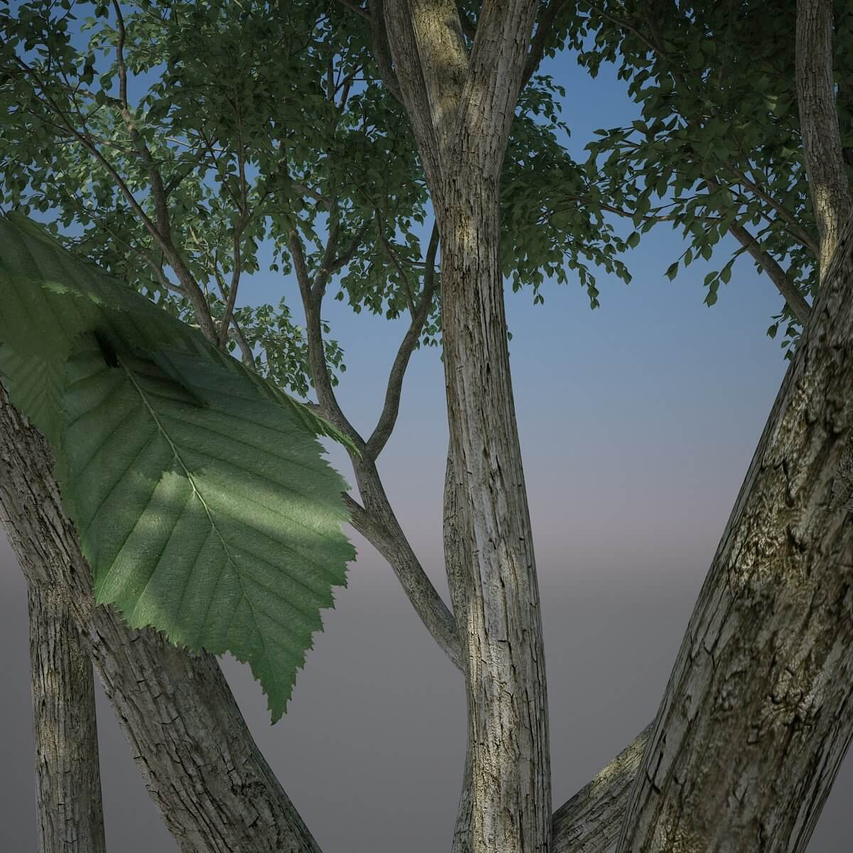 Tree Creeper - 3D Model by ferhatkose19