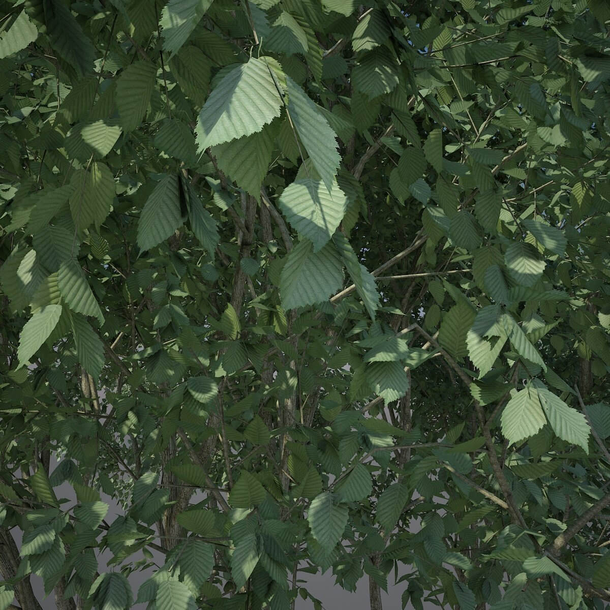 Tree Creeper - 3D Model by ferhatkose19