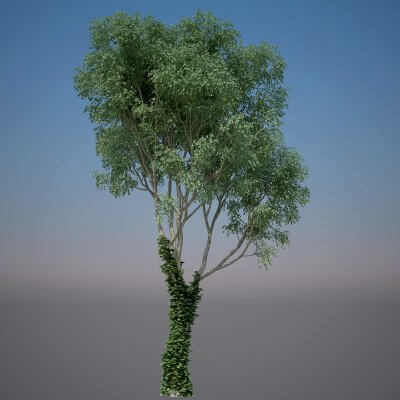 Tree Creeper - 3D Model by ferhatkose19