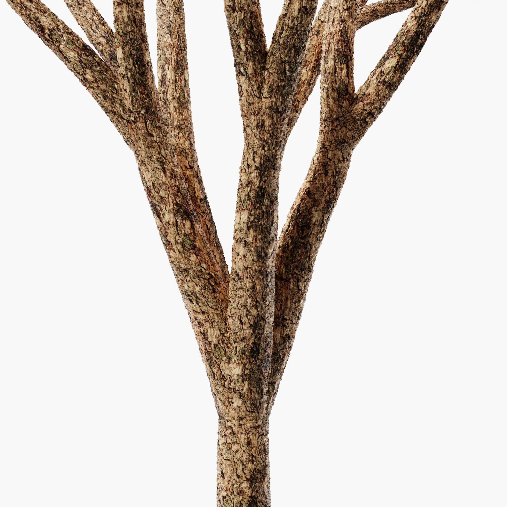 Tree Bark PBR Texture by CGHawk | RenderHub Forum