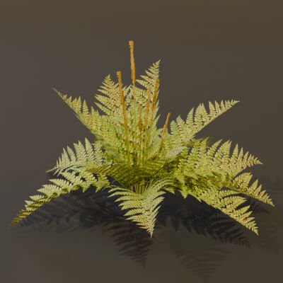 The Cinnamon Fern Bush - 3D Model by FPCreatives