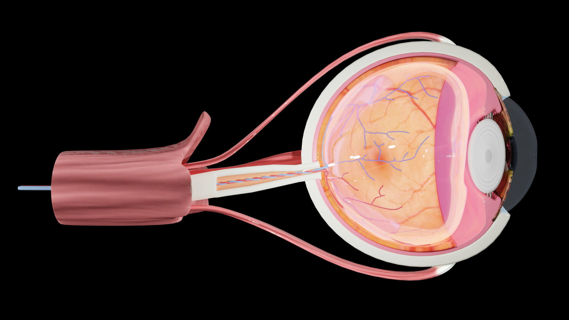Eye Anatomy - 3D Model by francob19