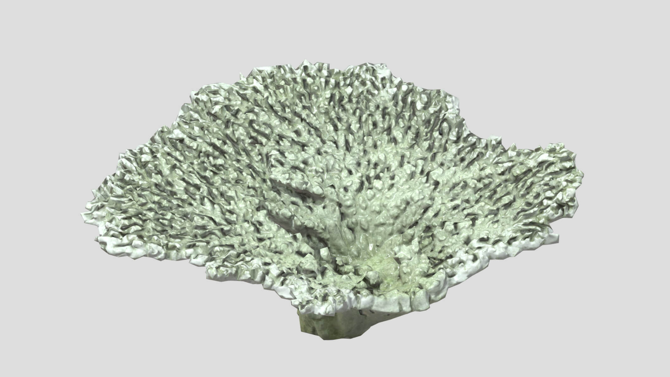 Acropora Clathrata Coral Low Poly - 3D Model by frezzy