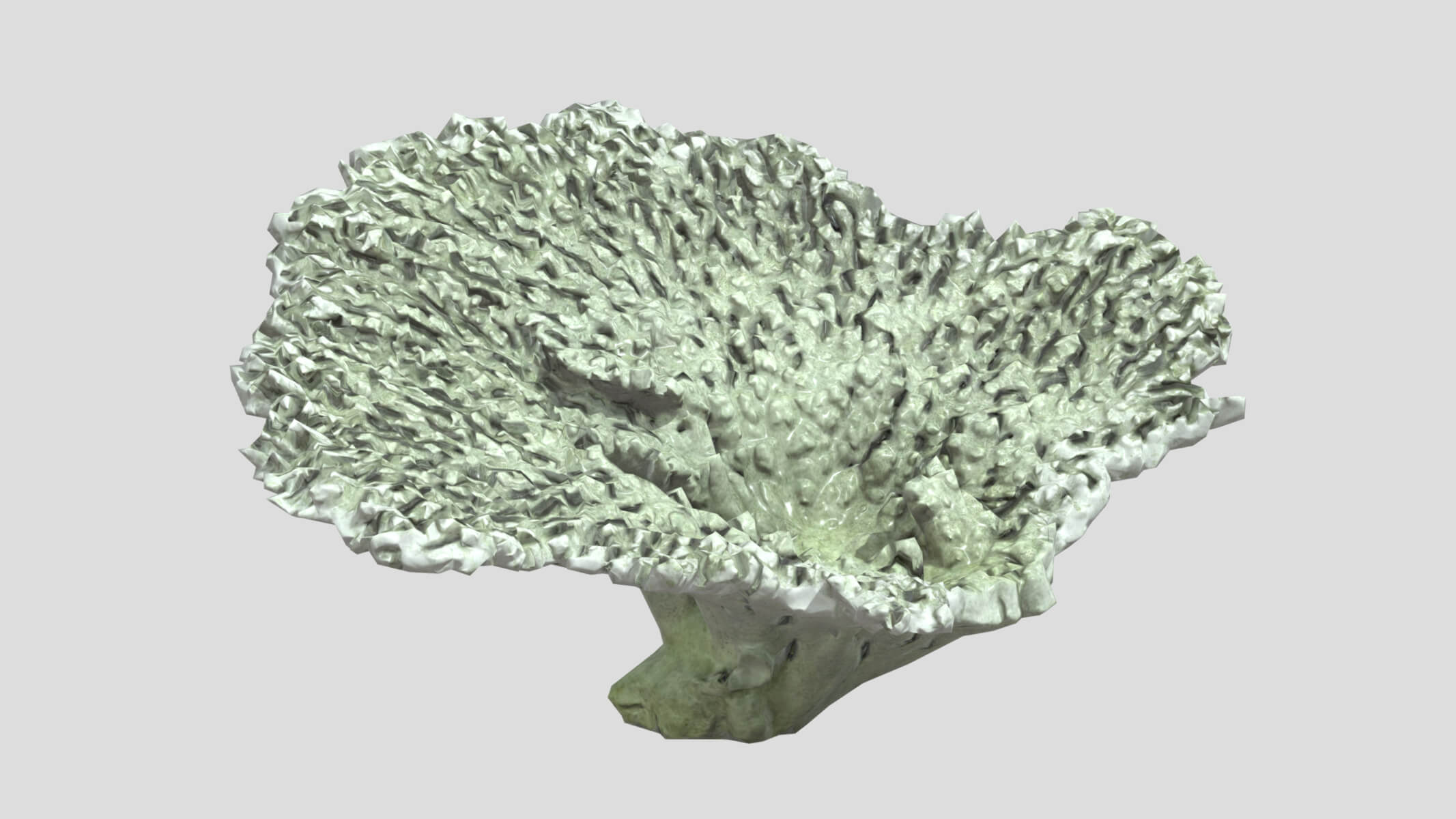 Acropora Clathrata Coral Low Poly - 3D Model by frezzy
