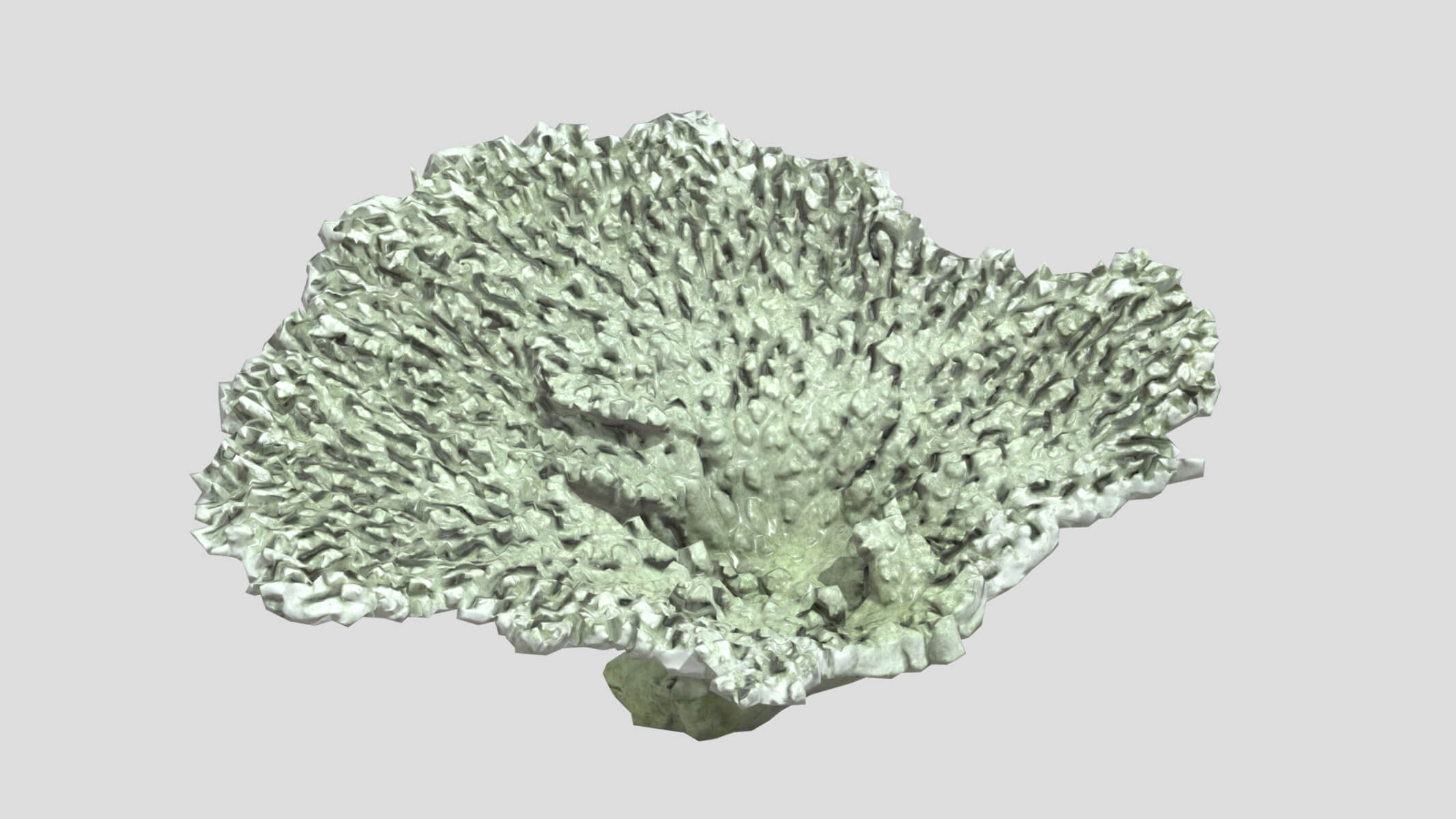 Acropora Clathrata Coral Low Poly - 3D Model by frezzy