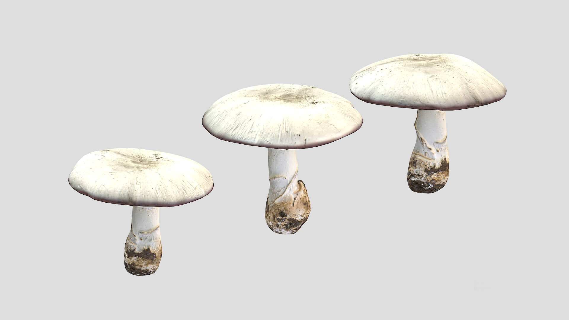 Agaricus Campestris Mushroom Low Poly - 3D Model by frezzy