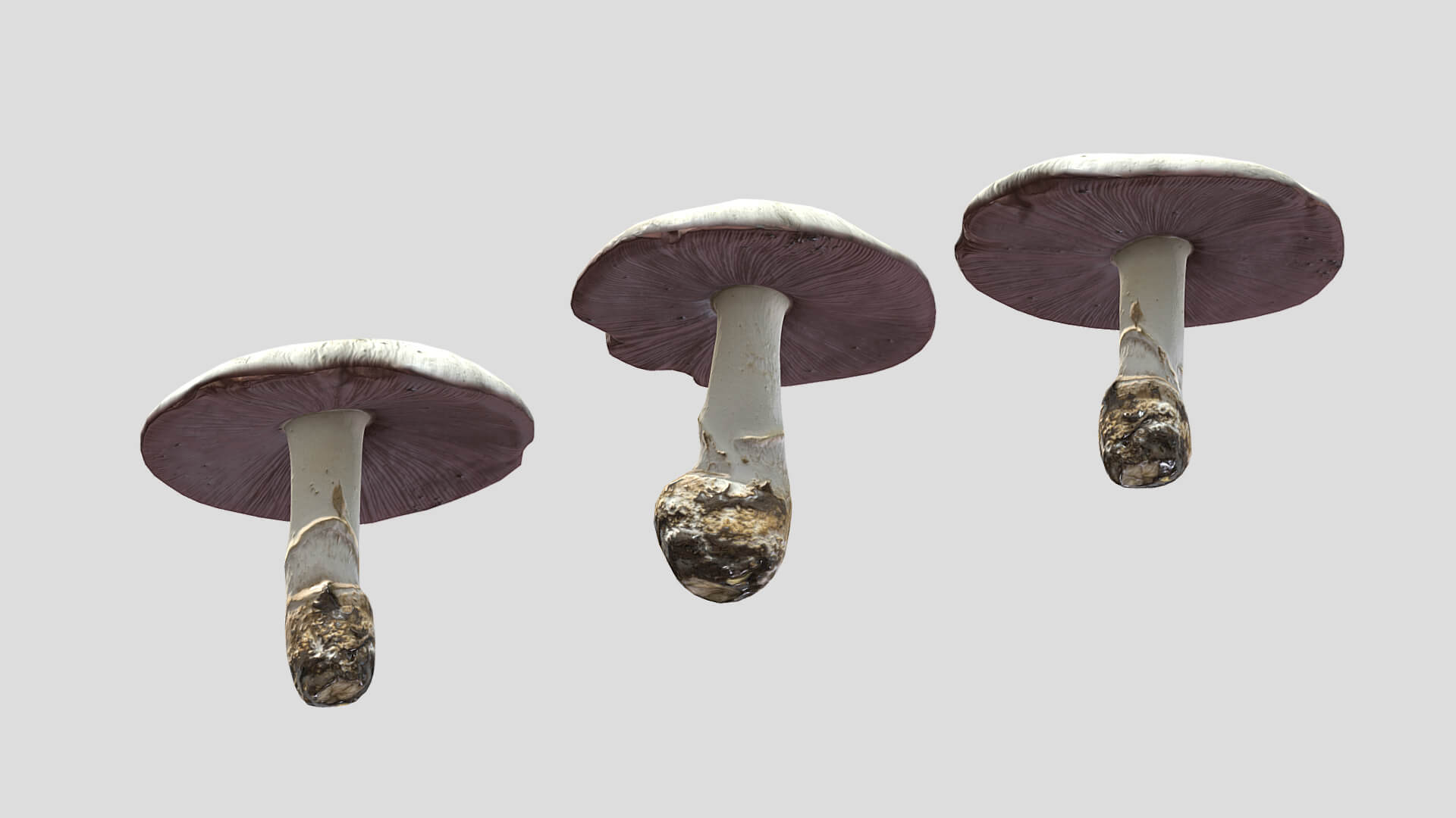 Agaricus Campestris Mushroom Low Poly - 3D Model by frezzy