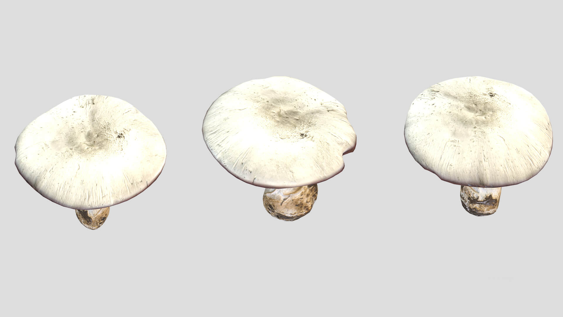 Agaricus Campestris Mushroom Low Poly - 3D Model by frezzy