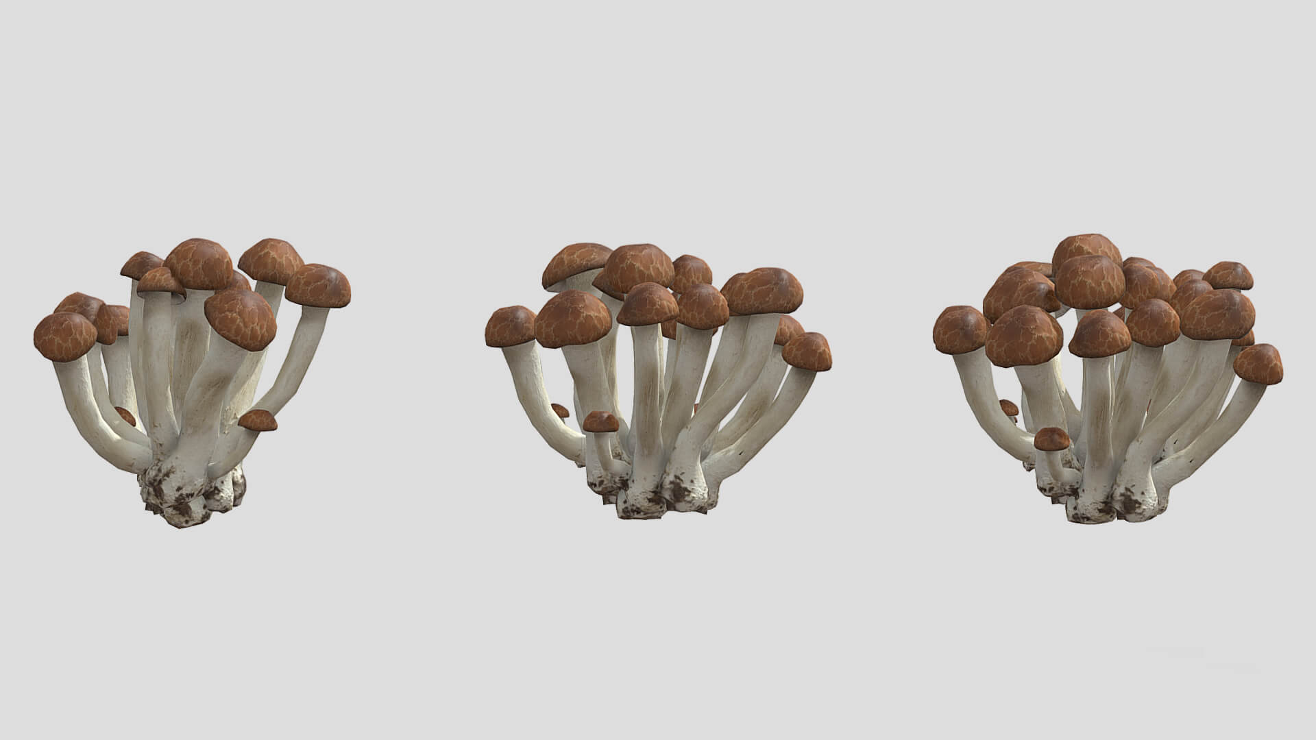 Beech Mushroom Low Poly - 3D Model by frezzy