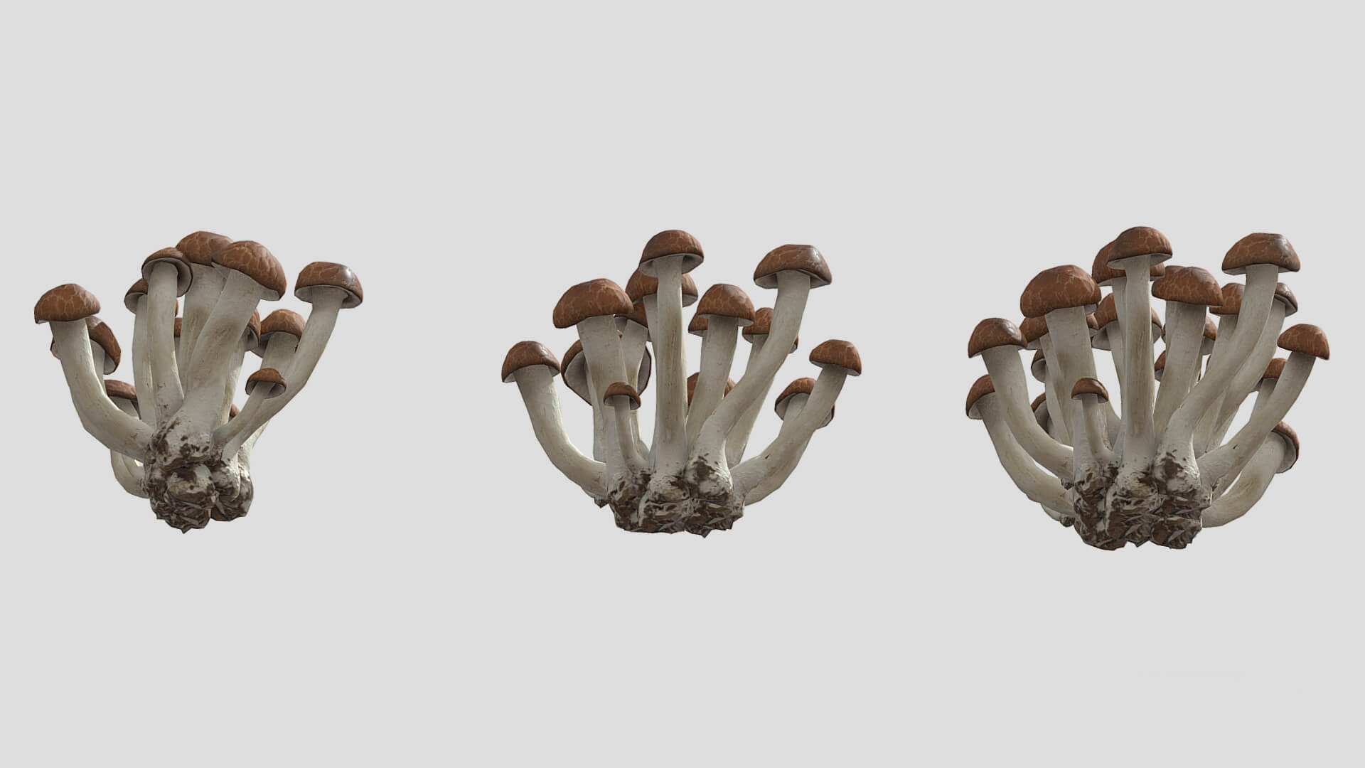 Beech Mushroom Low Poly - 3D Model by frezzy