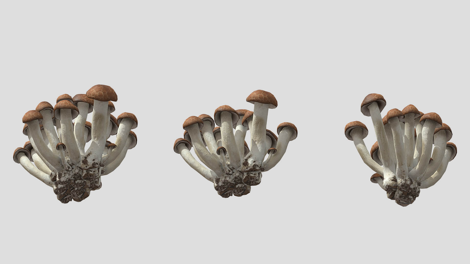 Beech Mushroom Low Poly - 3D Model by frezzy