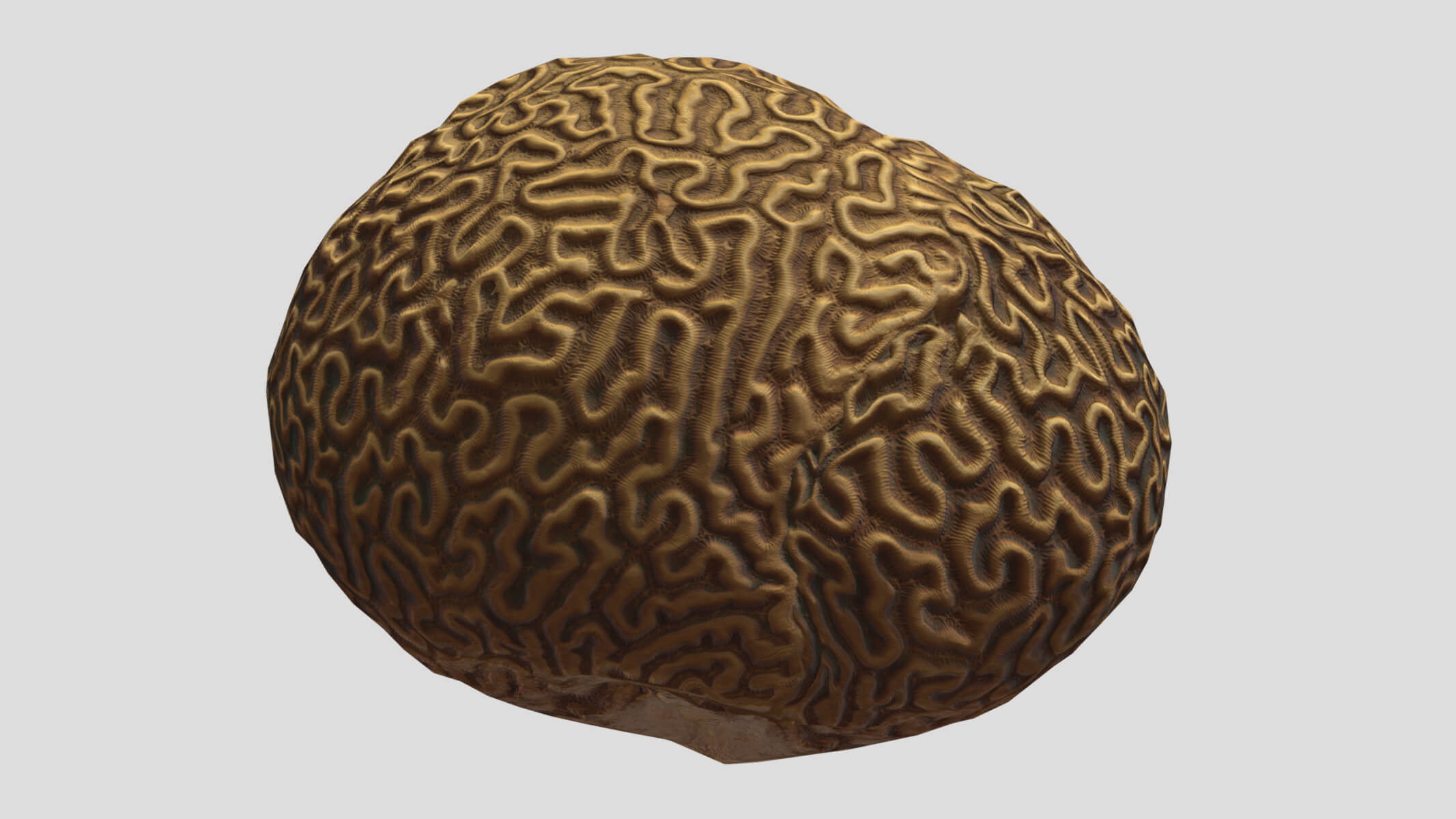 Brain Coral Low Poly - 3D Model by frezzy