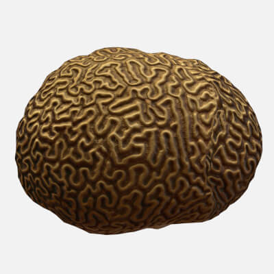 Brain Coral Low Poly - 3D Model by frezzy