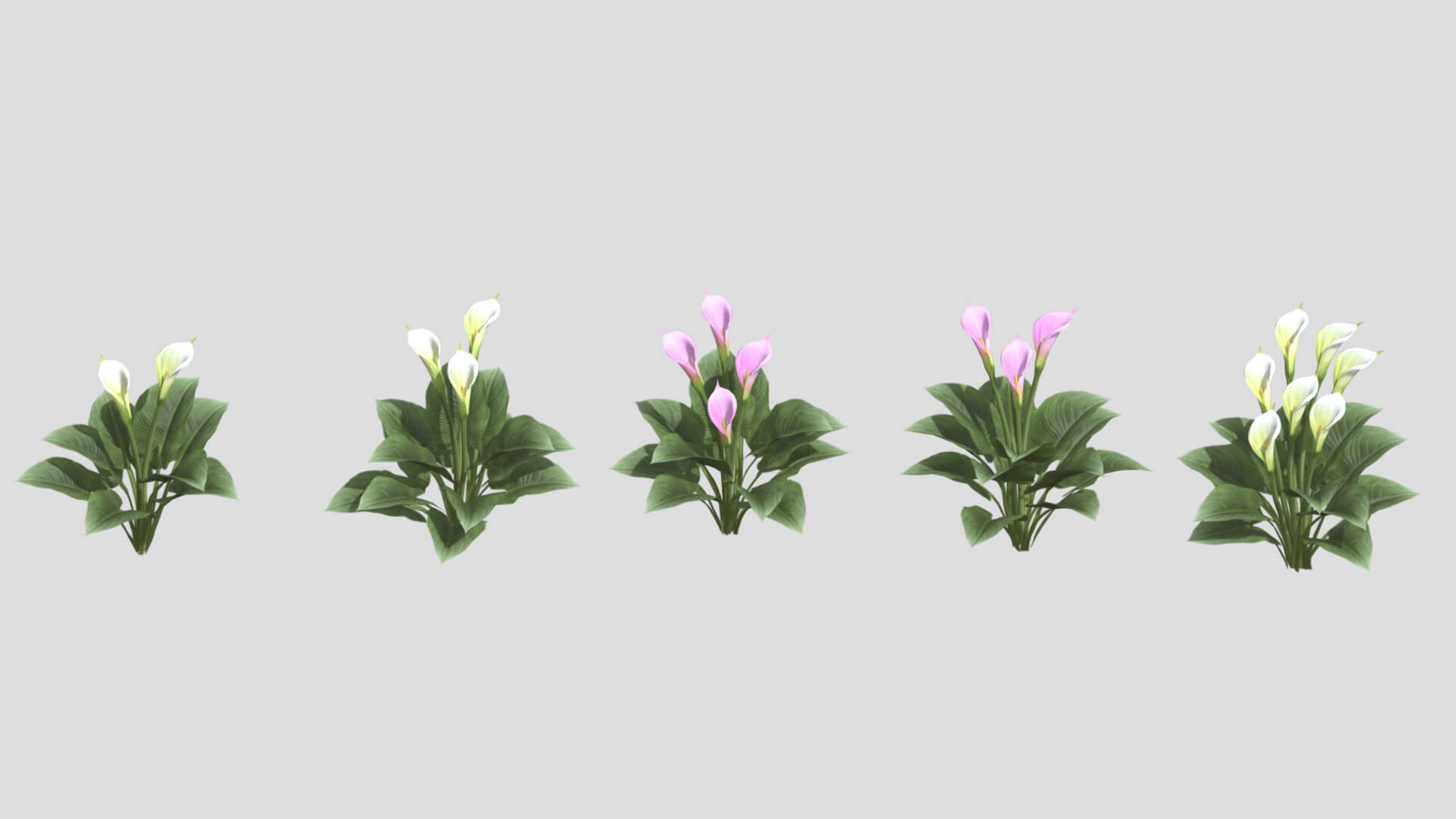 Calla Lily Flower Low Poly - 3D Model by frezzy