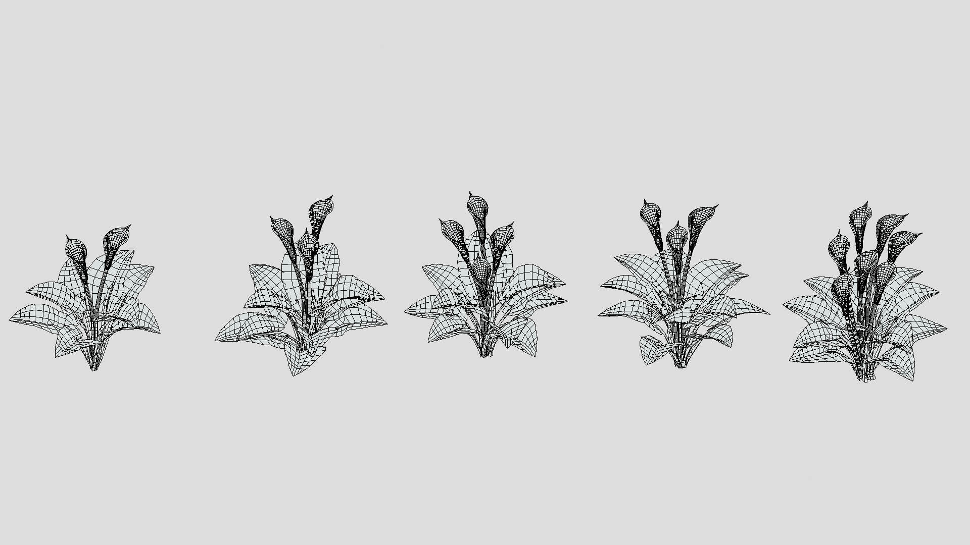 Calla Lily Flower Low Poly - 3D Model by frezzy