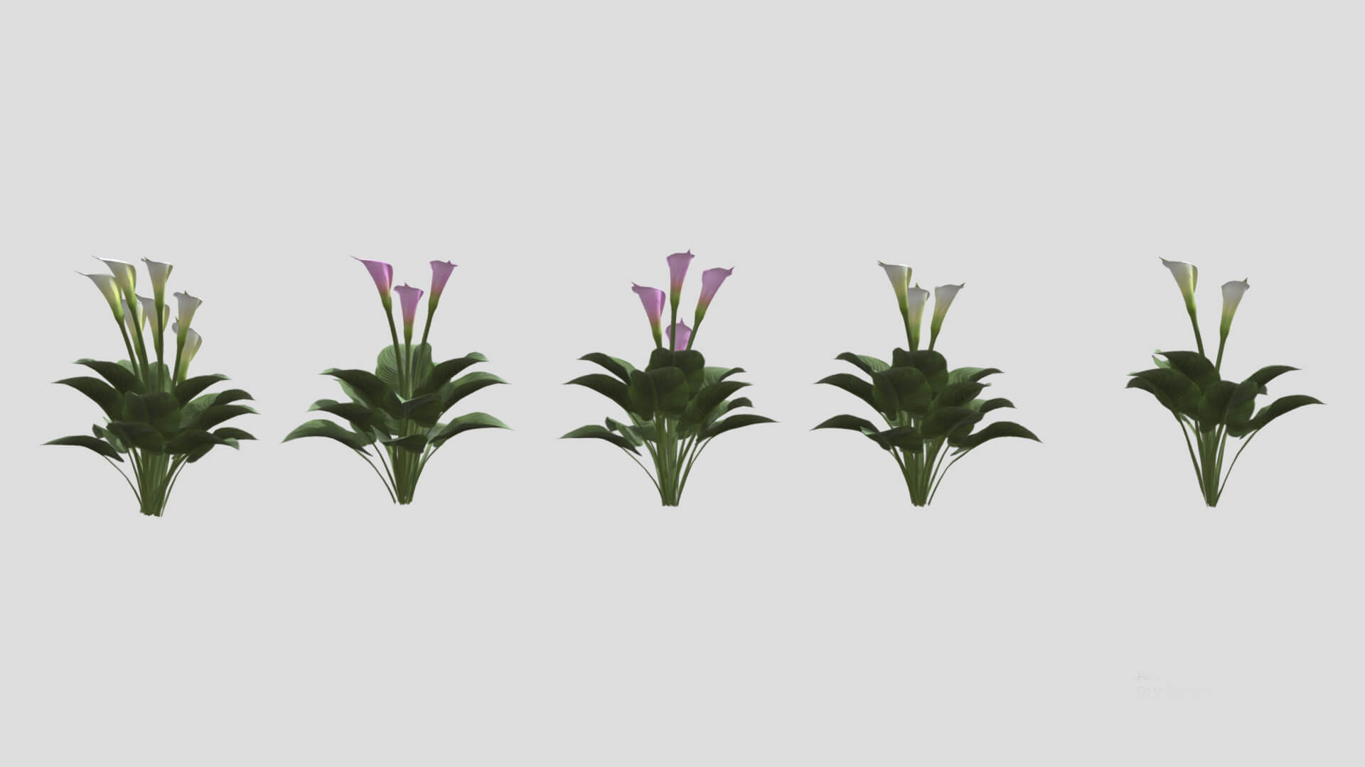Calla Lily Flower Low Poly - 3D Model by frezzy