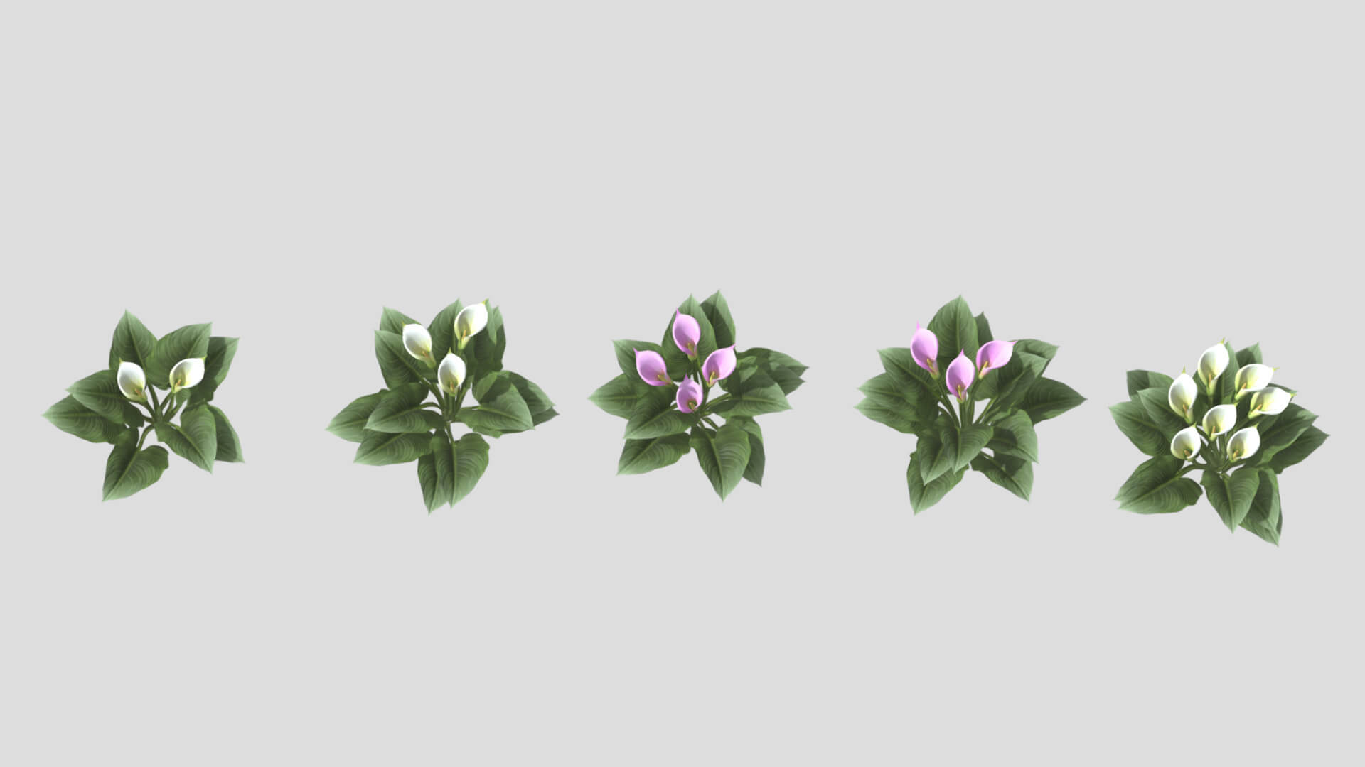 Calla Lily Flower Low Poly - 3D Model by frezzy